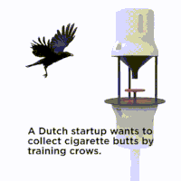 Crows GIFs - Get the best gif on GIFER