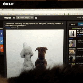 Touchscreencat GIFs - Get the best gif on GIFER