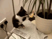 Oups GIFs - Get the best gif on GIFER