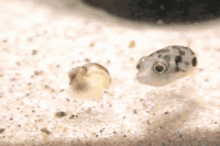 Puffer fish GIFs - Get the best gif on GIFER