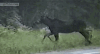 Moose GIFs - Get the best gif on GIFER