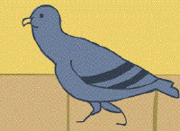 Pigeon GIFs - Get the best gif on GIFER