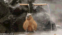 Capybara GIFs - Get the best gif on GIFER