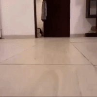 Cat burglar GIFs - Get the best gif on GIFER