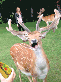 Deer GIFs - Get the best gif on GIFER