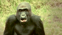 Ape GIFs - Get the best gif on GIFER