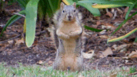 Squirrels GIFs - Get the best gif on GIFER
