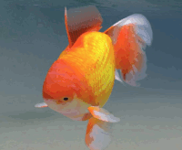 Goldfish GIFs - Get the best gif on GIFER
