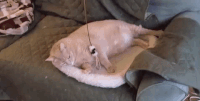 Catfish GIFs - Get the best gif on GIFER