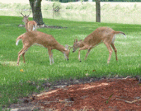 Deer GIFs - Get the best gif on GIFER