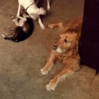 Arguing GIFs - Get the best gif on GIFER