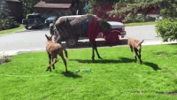 Moose GIFs - Get the best gif on GIFER