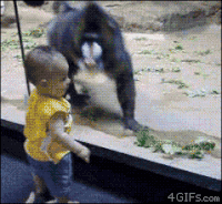 Baboon GIFs - Get the best gif on GIFER