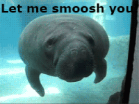 Manatee GIFs - Get the best gif on GIFER