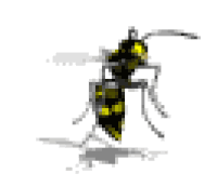 Entomology GIFs - Get the best gif on GIFER