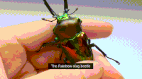 Beetles GIFs - Get the best gif on GIFER
