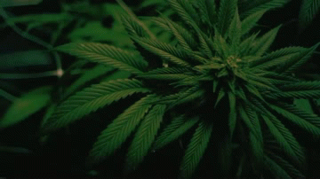 Baggie GIFs - Get the best gif on GIFER