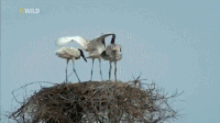 Stork GIFs - Get the best gif on GIFER