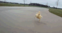 Patos GIF - Conseguir el mejor gif en GIFER