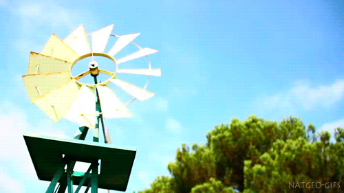 Wild vane GIF - Conseguir o melhor gif em GIFER