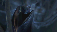 Bat GIFs - Get the best gif on GIFER