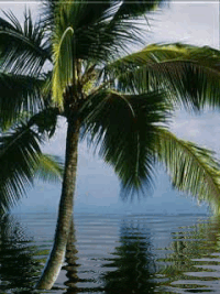 Arbre GIFs - Obtenez le meilleur gif sur GIFER