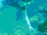 Clam GIFs - Get the best gif on GIFER