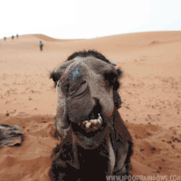 Camels GIFs - Get the best gif on GIFER