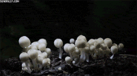 Fungi GIFs - Get the best gif on GIFER