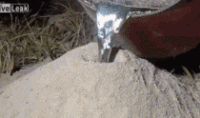 Ants GIFs - Get the best gif on GIFER
