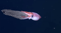 Squid GIFs - Get the best gif on GIFER