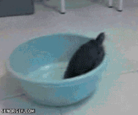 Bucket GIFs - Get the best gif on GIFER