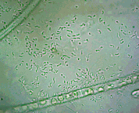 Bacteria GIFs - Get the best gif on GIFER