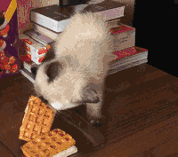 Helados GIFs - Get the best gif on GIFER