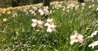 Gardens GIFs - Get the best gif on GIFER