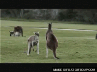 Kangaroo Ball Gif