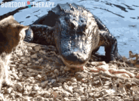 Cajun GIFs - Get the best gif on GIFER