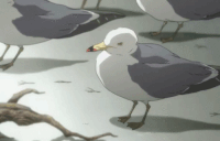 Seagulls GIFs - Get the best gif on GIFER