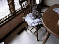 Sitting GIFs - Get the best gif on GIFER