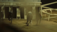 Greyhound GIFs - Get the best gif on GIFER