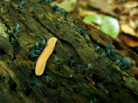 Millipedes GIFs - Get the best gif on GIFER