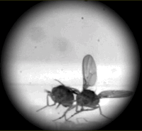 Flies GIFs - Get the best gif on GIFER