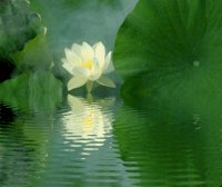 Lotus GIFs - Get the best gif on GIFER