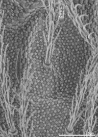 Microscope GIFs - Get the best gif on GIFER