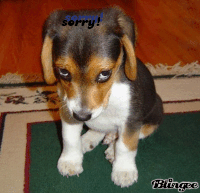 Sorry GIFs - Get the best gif on GIFER