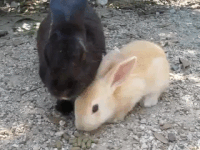 Chomp GIFs - Get the best gif on GIFER