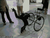 Explaining GIFs - Get the best gif on GIFER