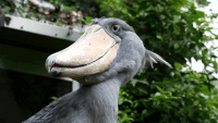 Shoebill GIFs - Get the best gif on GIFER