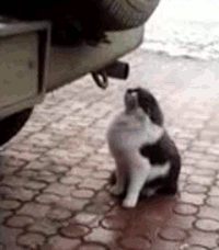 High GIFs - Get the best gif on GIFER