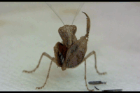 Manti GIFs - Get the best gif on GIFER